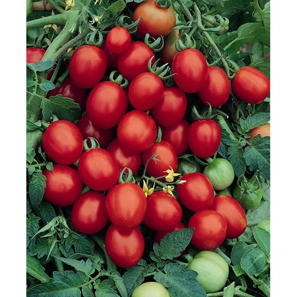 Tomato - Sugar Plum | Horticulture Committee